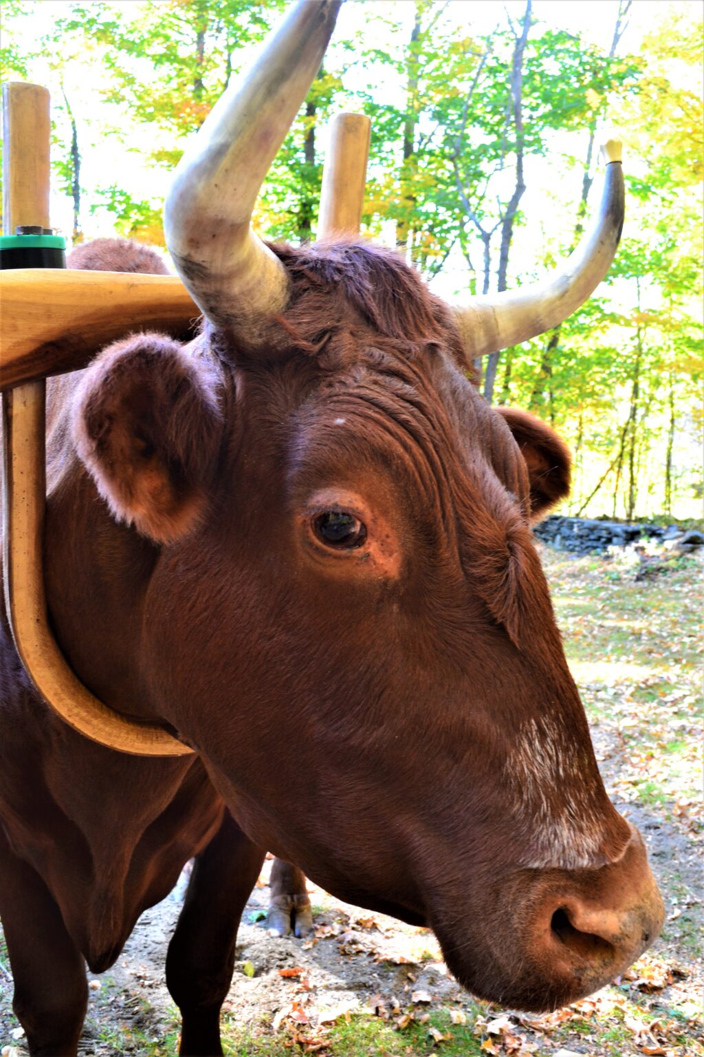 Plainfield Massachusetts Historical Society | Oxen Demonstration